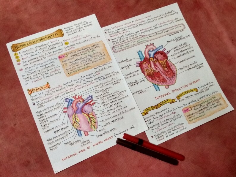 Body Fluids & Circulation Study Notes PDF | Blood Plasma and Groups ...