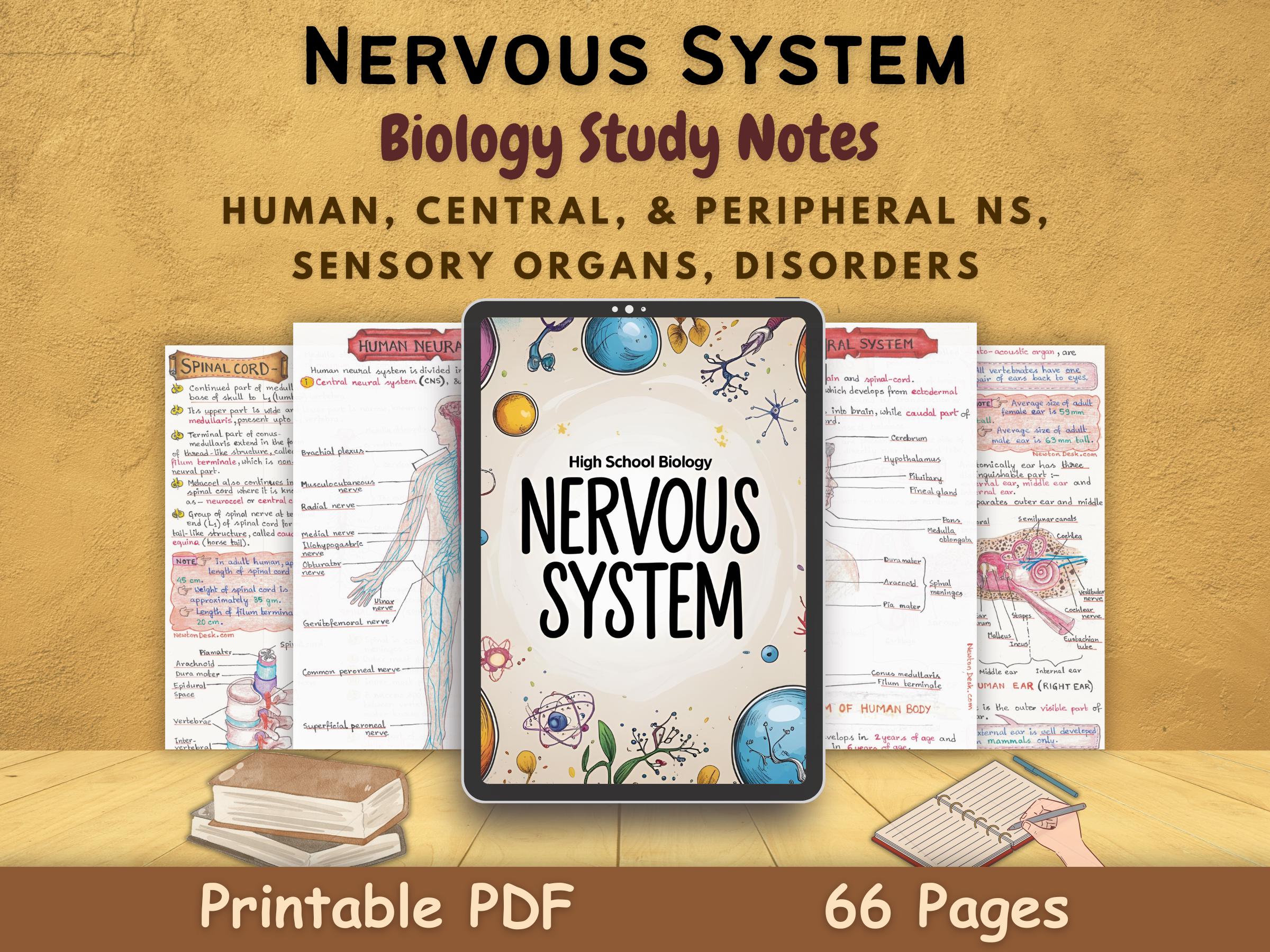 Human Nervous System | Peripheral Nervous System, Brain Nervous System ...