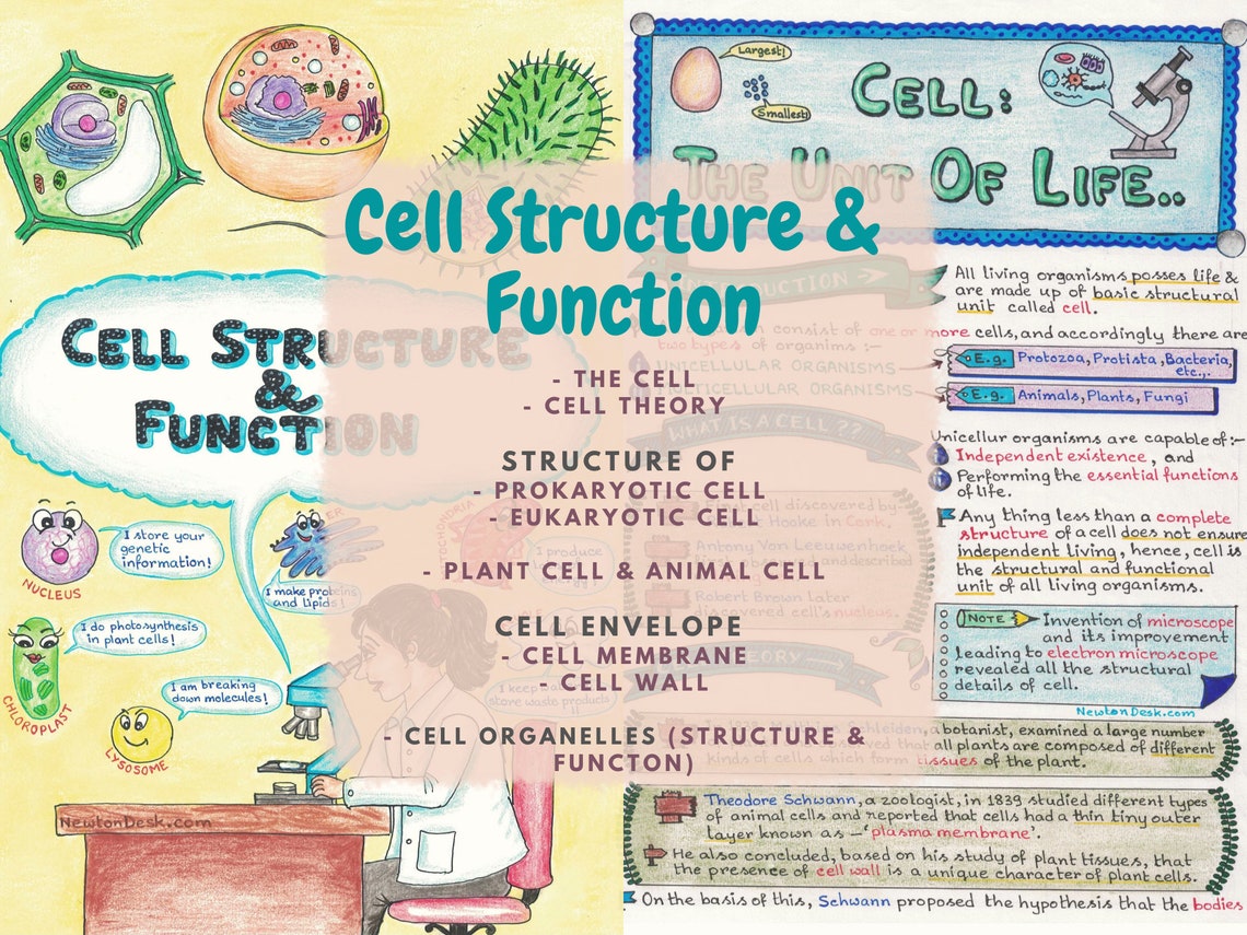 Cell Structure, Organelles and Function Eukaryotic Cell and Prokaryotic ...