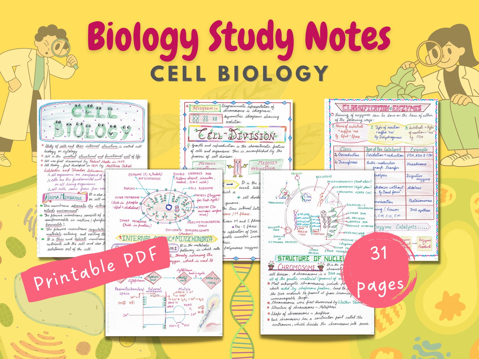 Cell Biology | Cell Cycle | Cell Division | Enzymes - Grade 11 Biology ...