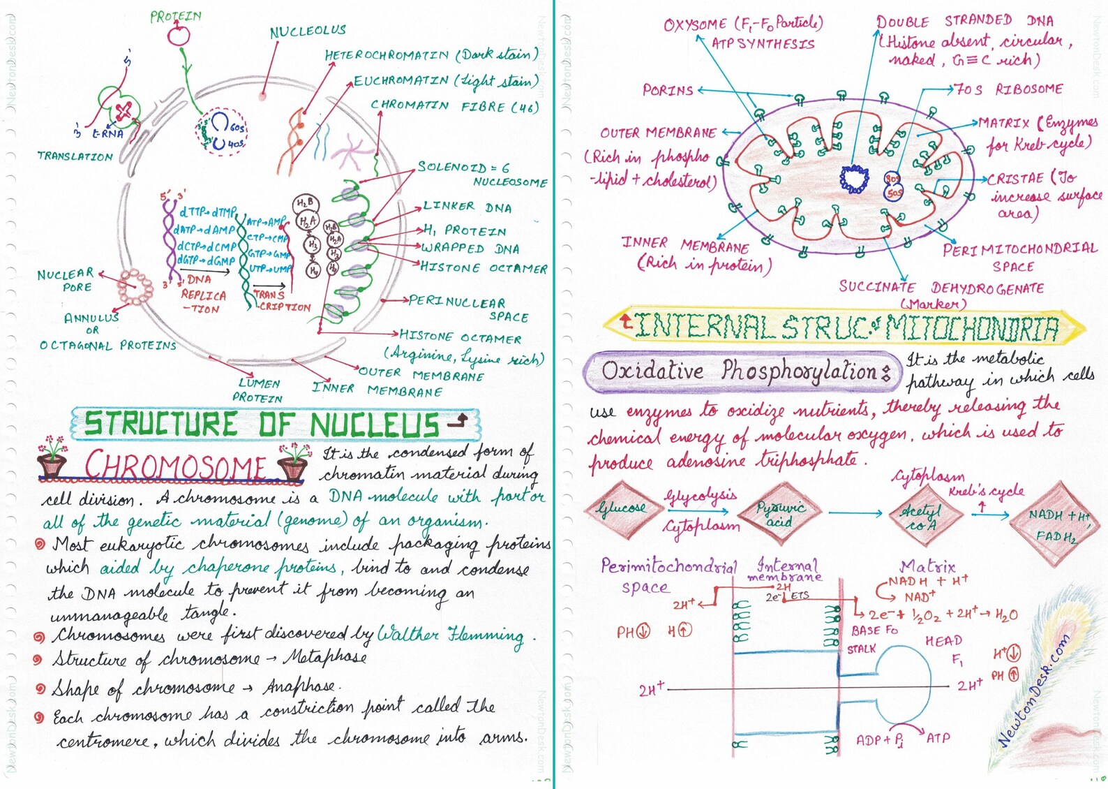 Cell Biology Cell Cycle Cell Division Enzymes Grade 11 - Etsy
