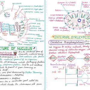 Cell Biology Cell Cycle Cell Division Enzymes Grade 11 - Etsy