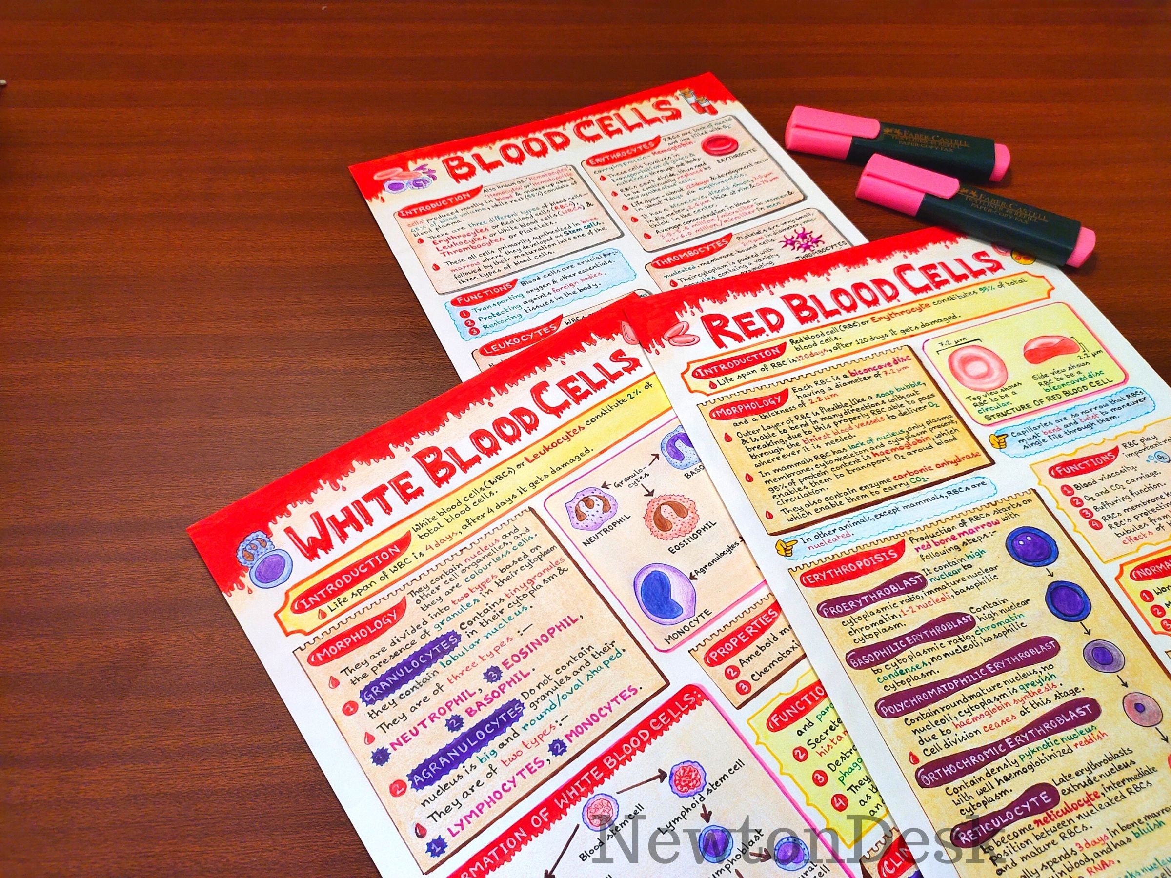 16 Science Biology Posters Bundle, Handmade Educational Posters for ...