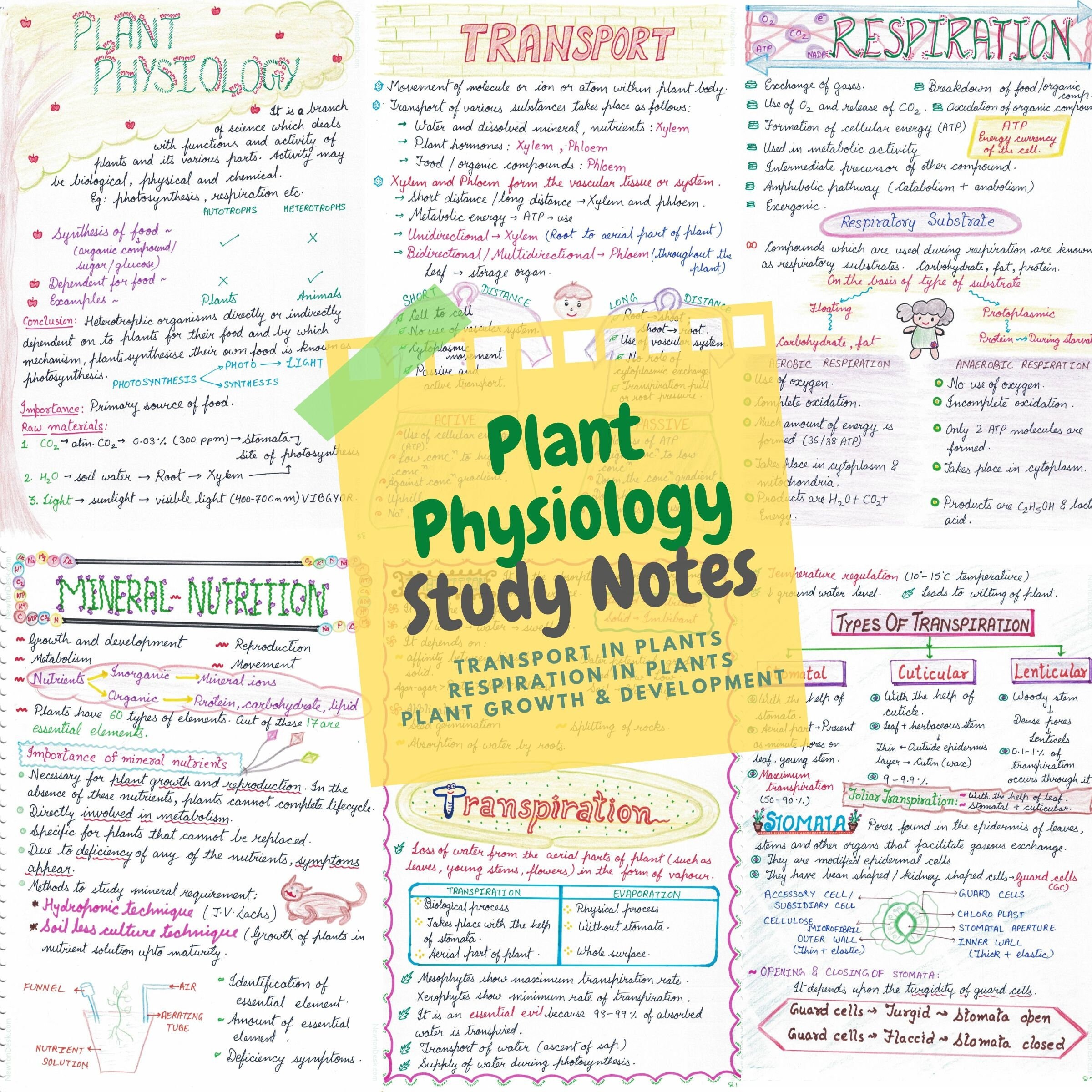 Plant Physiology | Transport in Plants | Respiration in Plants | Plant ...