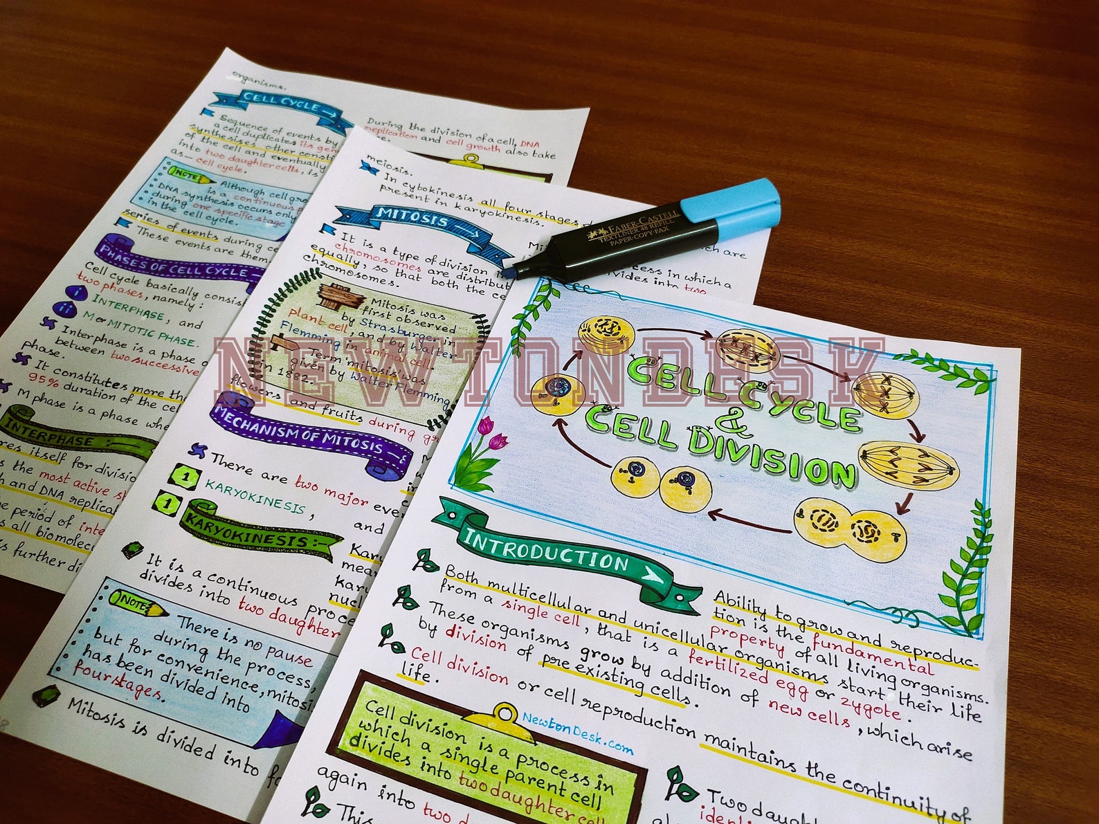 Cell Cycle and Cell Division | Mitosis and Meiosis I & II | Aesthetic ...