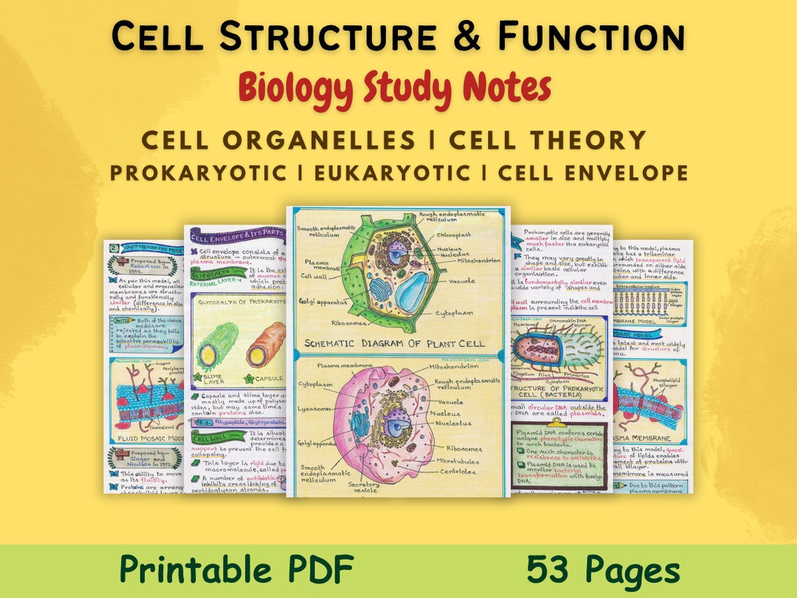 Cell Structure, Organelles and Function | Eukaryotic Cell and ...
