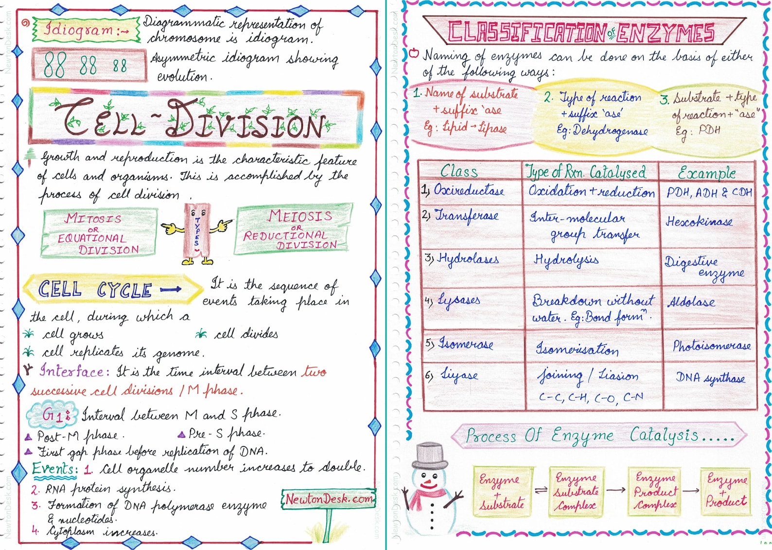 Cell Biology | Cell Cycle | Cell Division | Enzymes - Grade 11 Biology ...