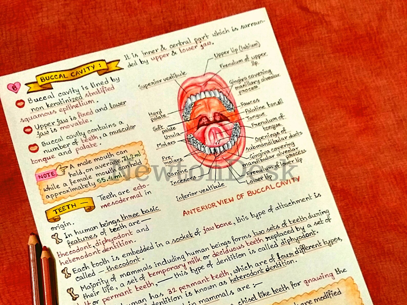 The Human Digestive System | Digestion and Absorption of Food | Student ...