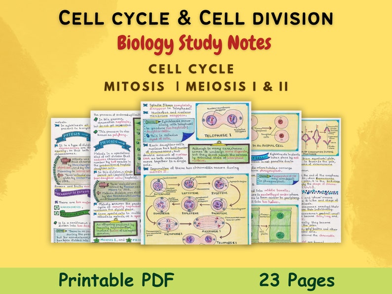 Cell Cycle and Cell Division | Mitosis and Meiosis I & II | Aesthetic ...