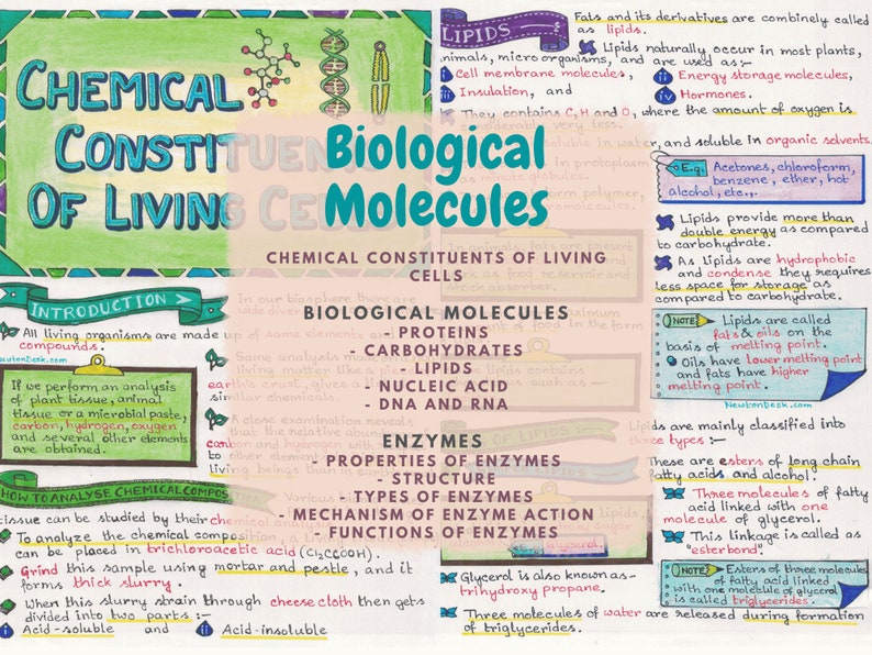 Biological Molecules Nucleic Acids DNA and RNA, Proteins, Carbohydrates ...