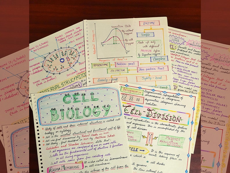 Cell Biology | Cell Cycle | Cell Division | Enzymes - Grade 11 Biology ...