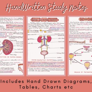 Human Excretory System Biology Study Notes PDF Kidneys Nephrons Renal ...