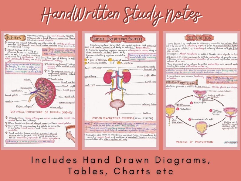 Human Excretory System Biology Study Notes PDF Kidneys Nephrons Renal ...