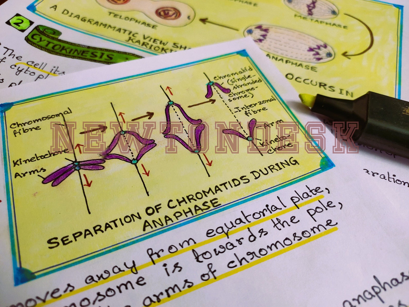Cell Cycle and Cell Division | Mitosis and Meiosis I & II | Aesthetic ...