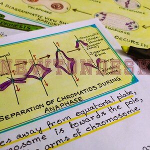 Cell Cycle and Cell Division | Mitosis and Meiosis I & II | Aesthetic ...