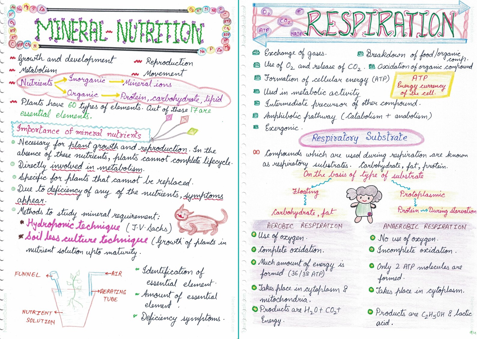 Plant Physiology | Transport in Plants | Respiration in Plants | Plant ...