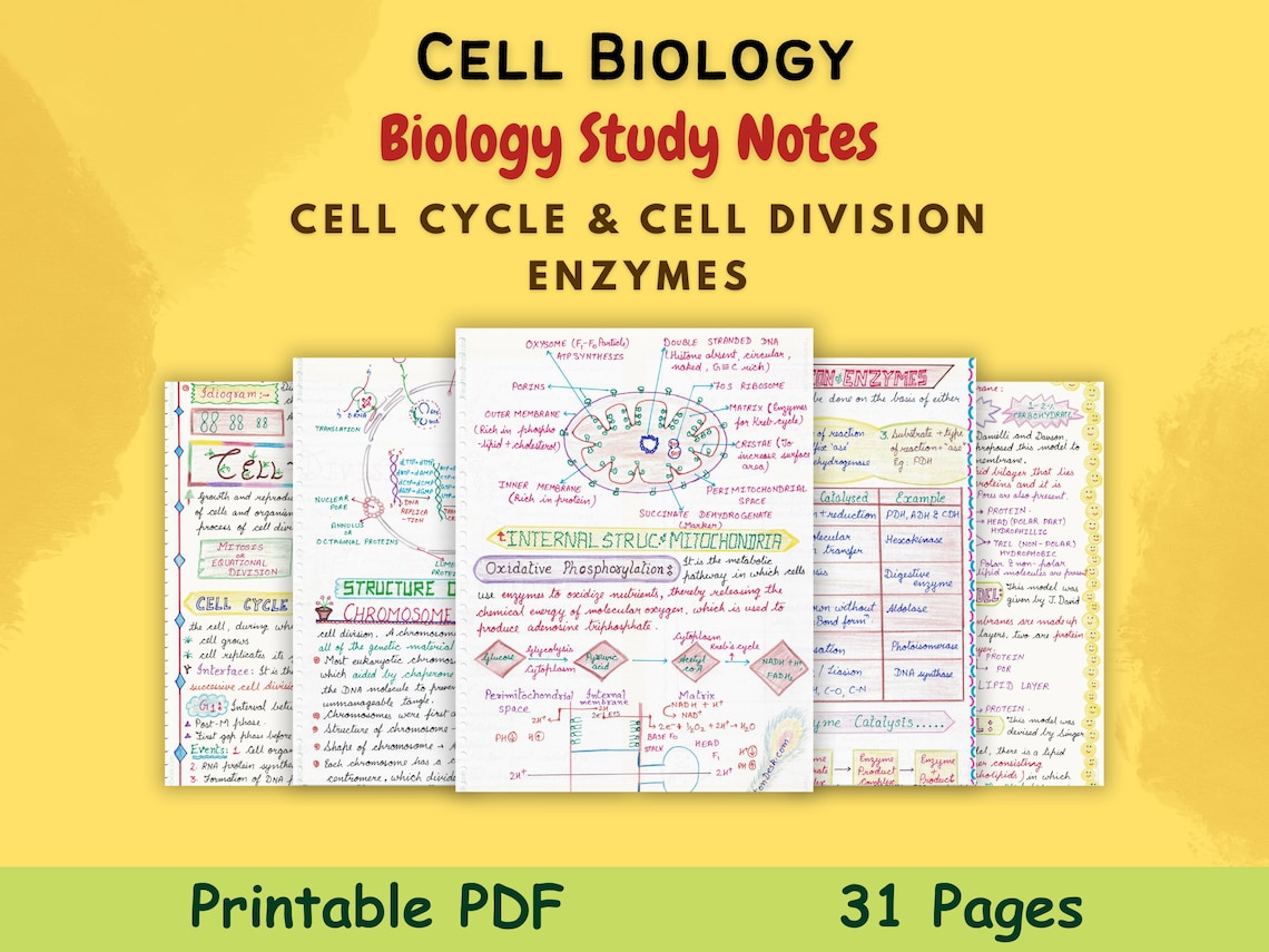 Cell Biology | Cell Cycle | Cell Division | Enzymes - Grade 11 Biology ...