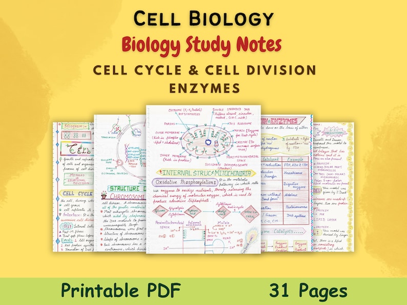 Cell Biology | Cell Cycle | Cell Division | Enzymes - Grade 11 Biology ...
