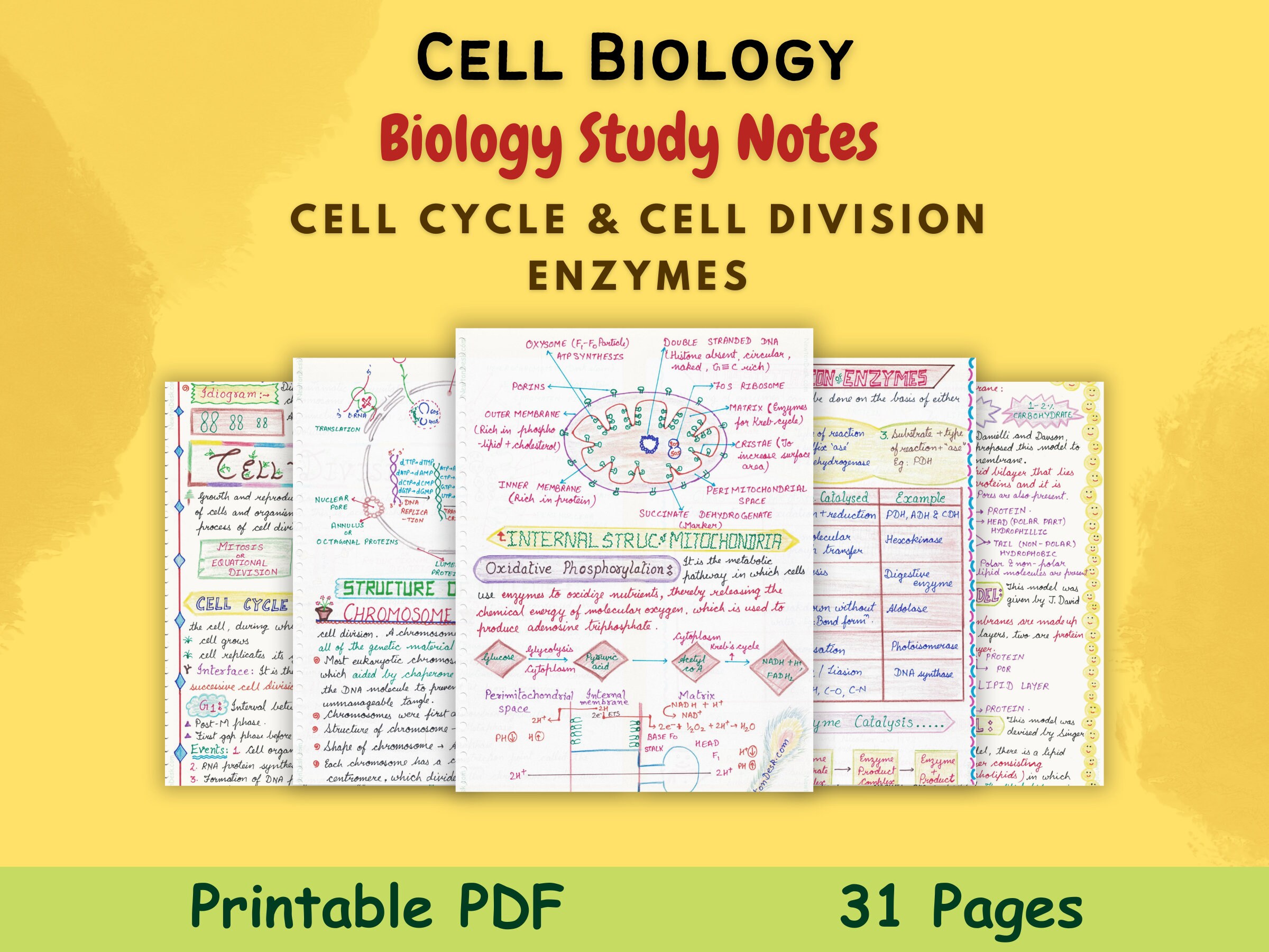 Cell Biology | Cell Cycle | Cell Division | Enzymes - Grade 11 Biology ...