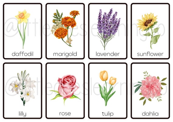 Flower Flashcards printable - Etsy