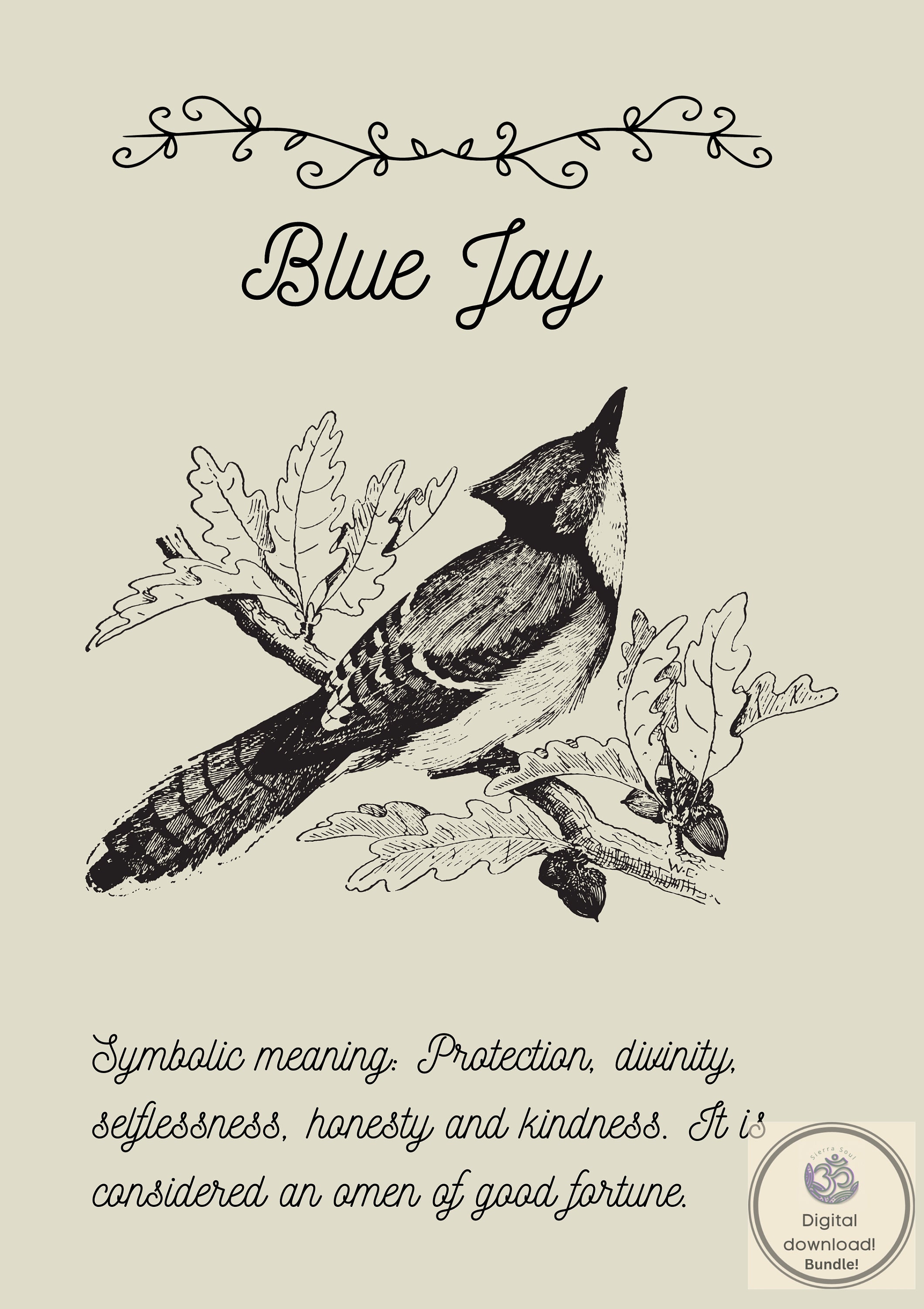 Blue Jay, Robin and Swallow Vintage Drawings, Set of 3 Digital Download ...
