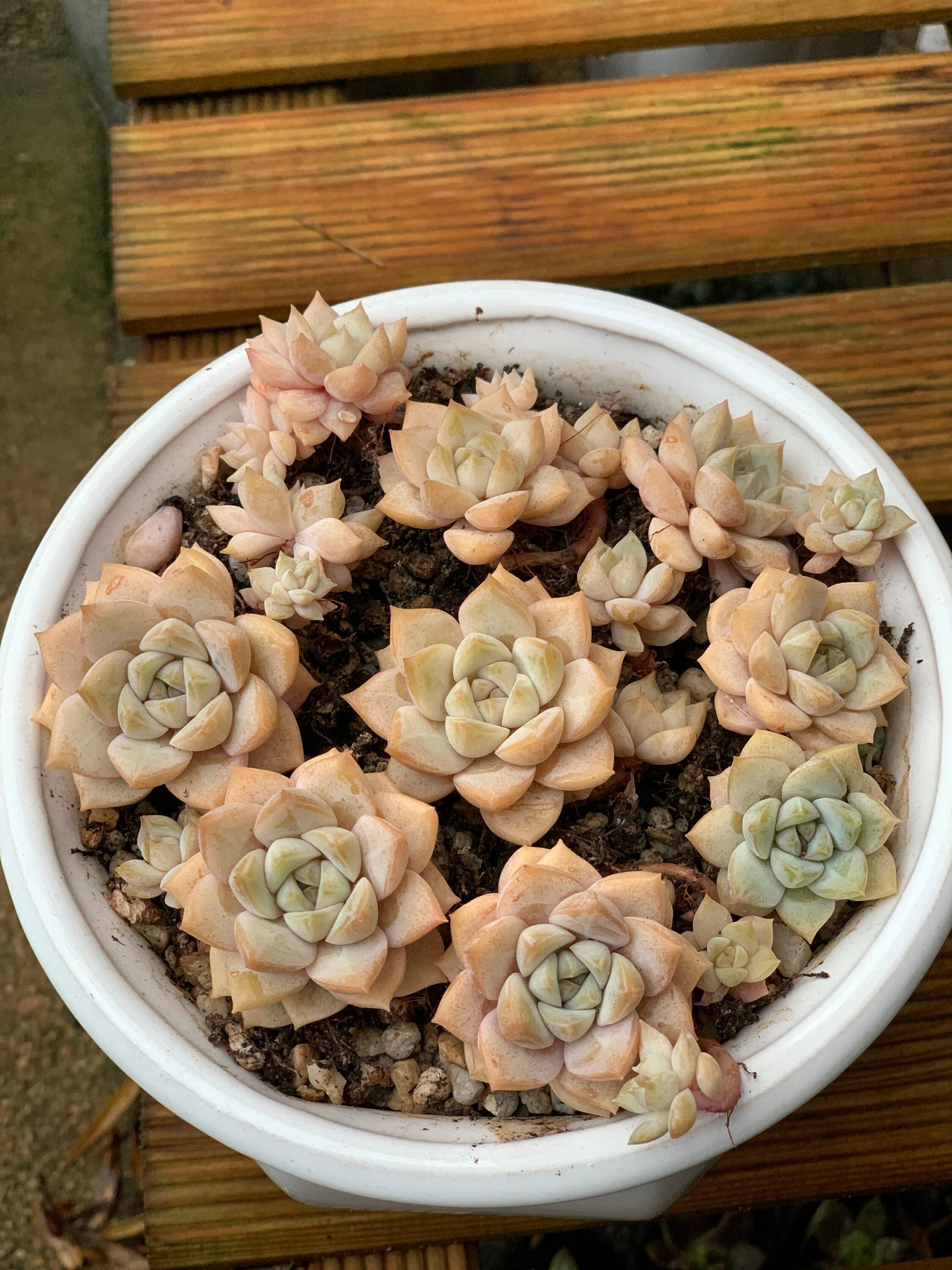 Graptoveria Titubans/ Sukkulenten/ Vetplanten/ Blätter - Etsy.de