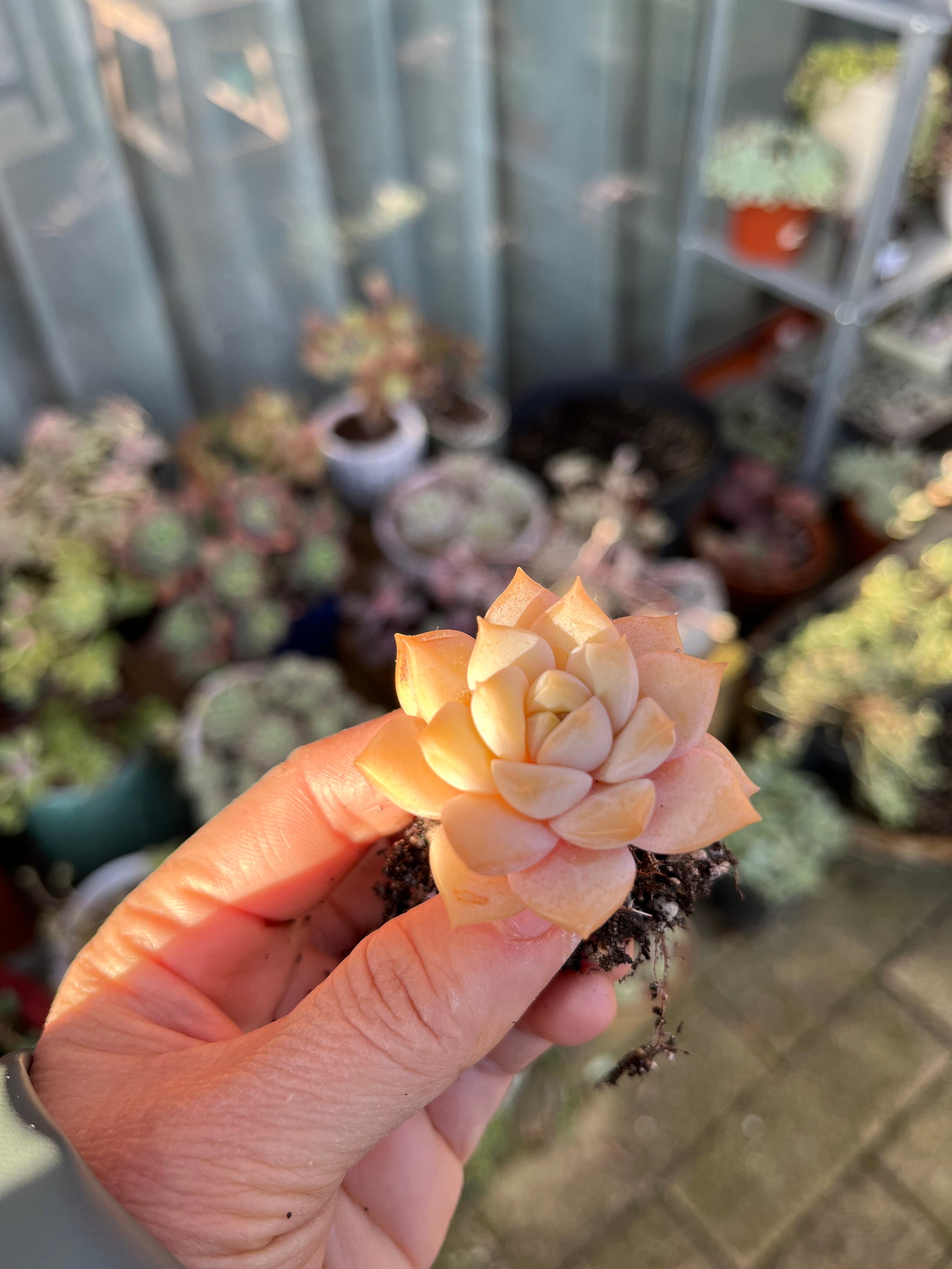Graptoveria Titubans/ Sukkulenten/ Vetplanten/ Blätter - Etsy.de