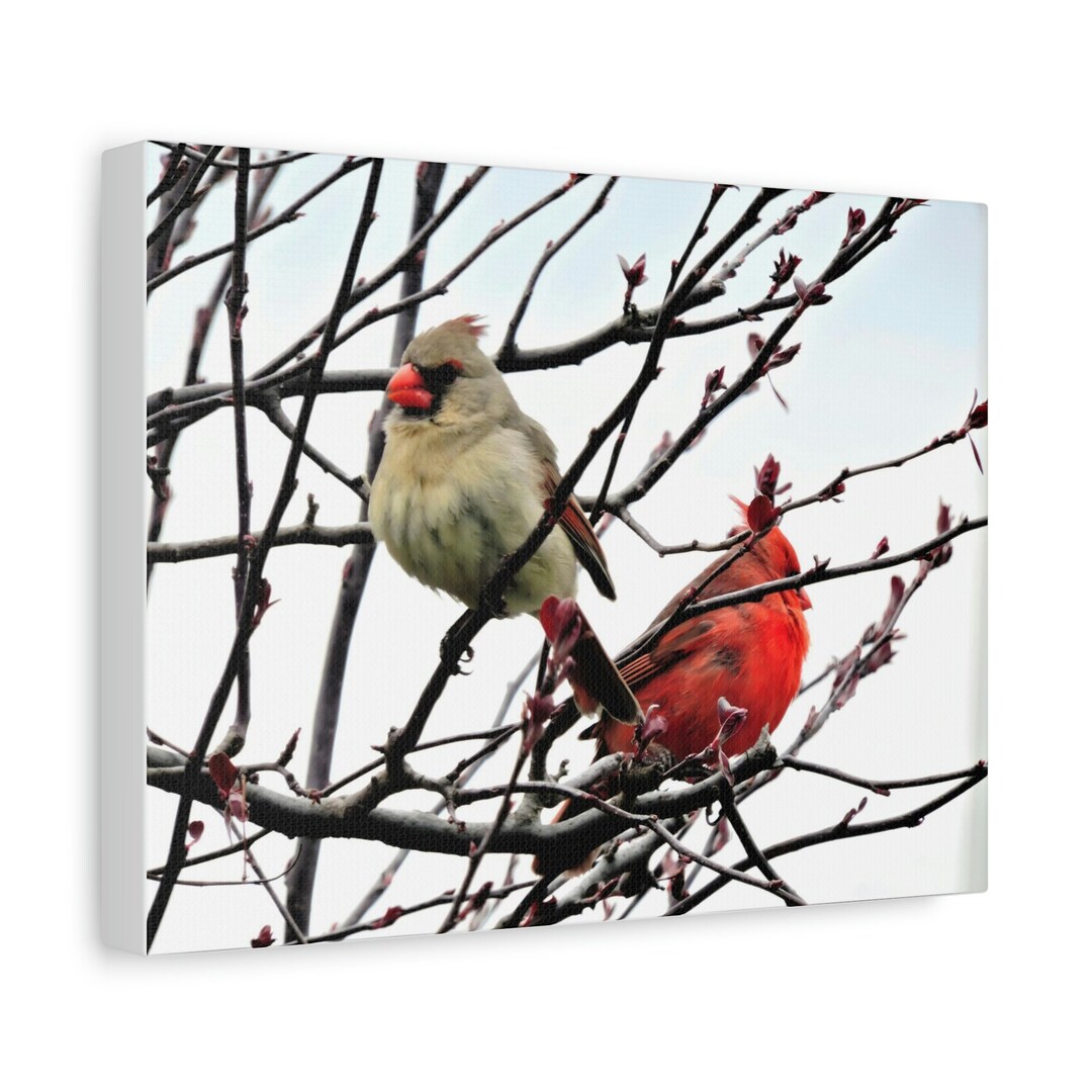 Cardinal Canvas Gallery Wrap, Cardinal Canvas Art, Cardinal Art ...