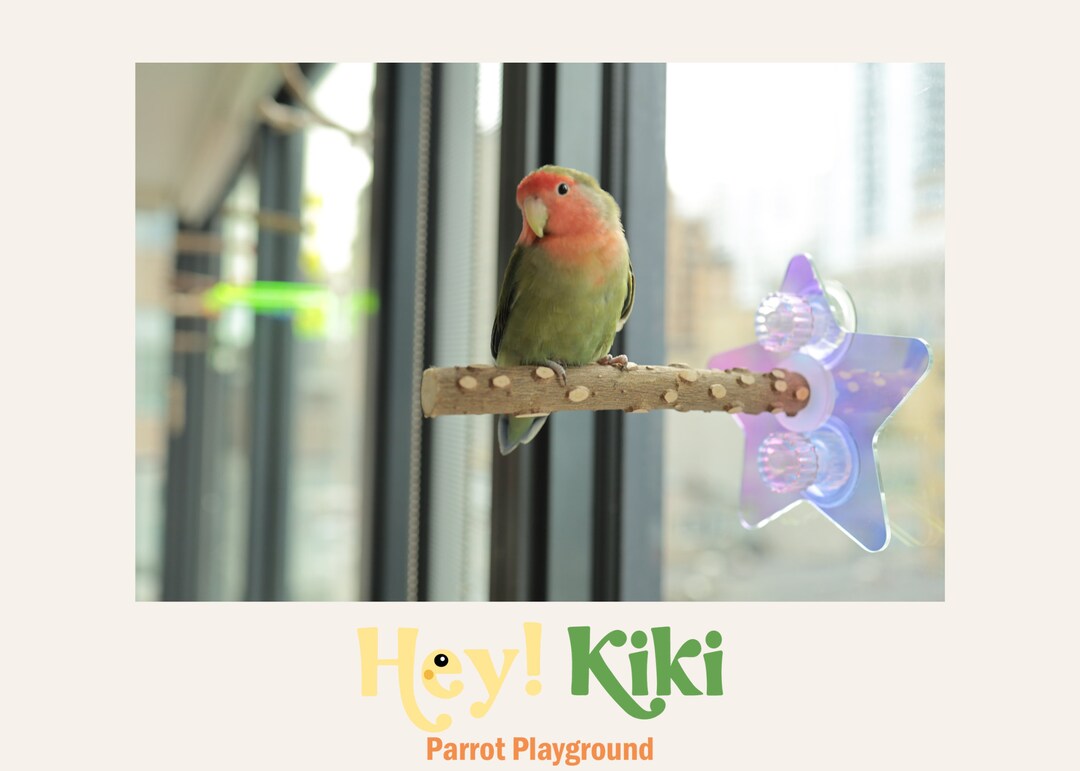 Parrot Window Play Perch,bird Window Play Stand, Parrot Toys,budgie ...