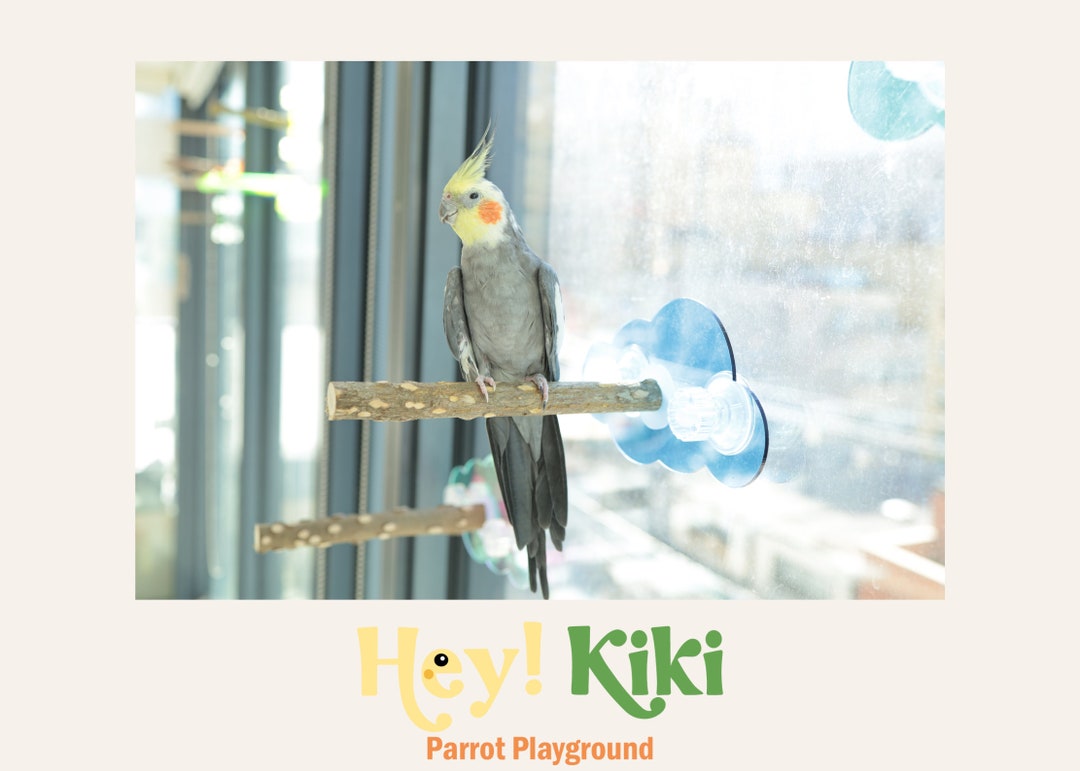 Parrot Window Play Perch,bird Window Play Stand, Parrot Toys,budgie ...