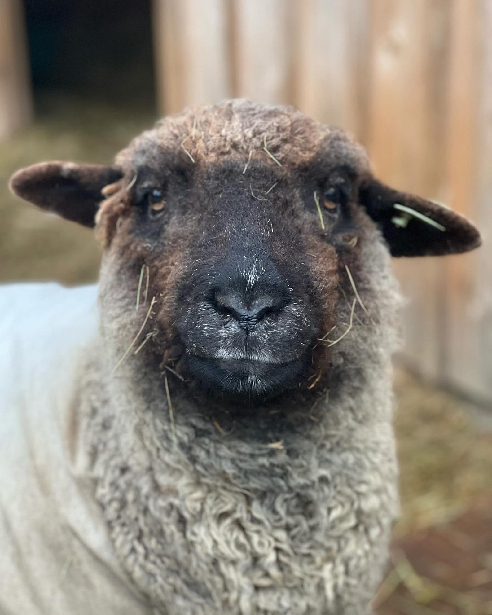 Queen Efe - Sport/light DK Weight Yarn, 200 Yd. Hanks, Hand-dyed, Color - Emerald Green - Etsy