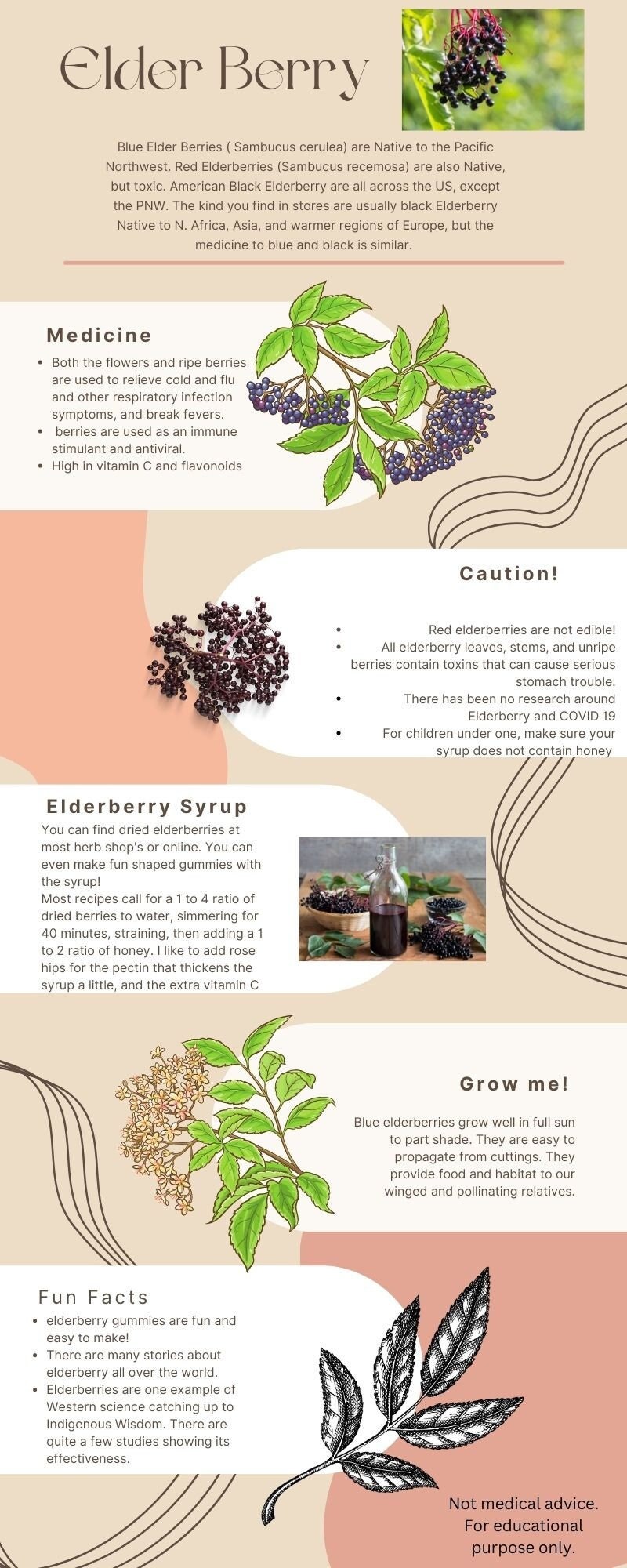Elderberry Plant Medicine Infographic- Native Plants of the PNW and ...