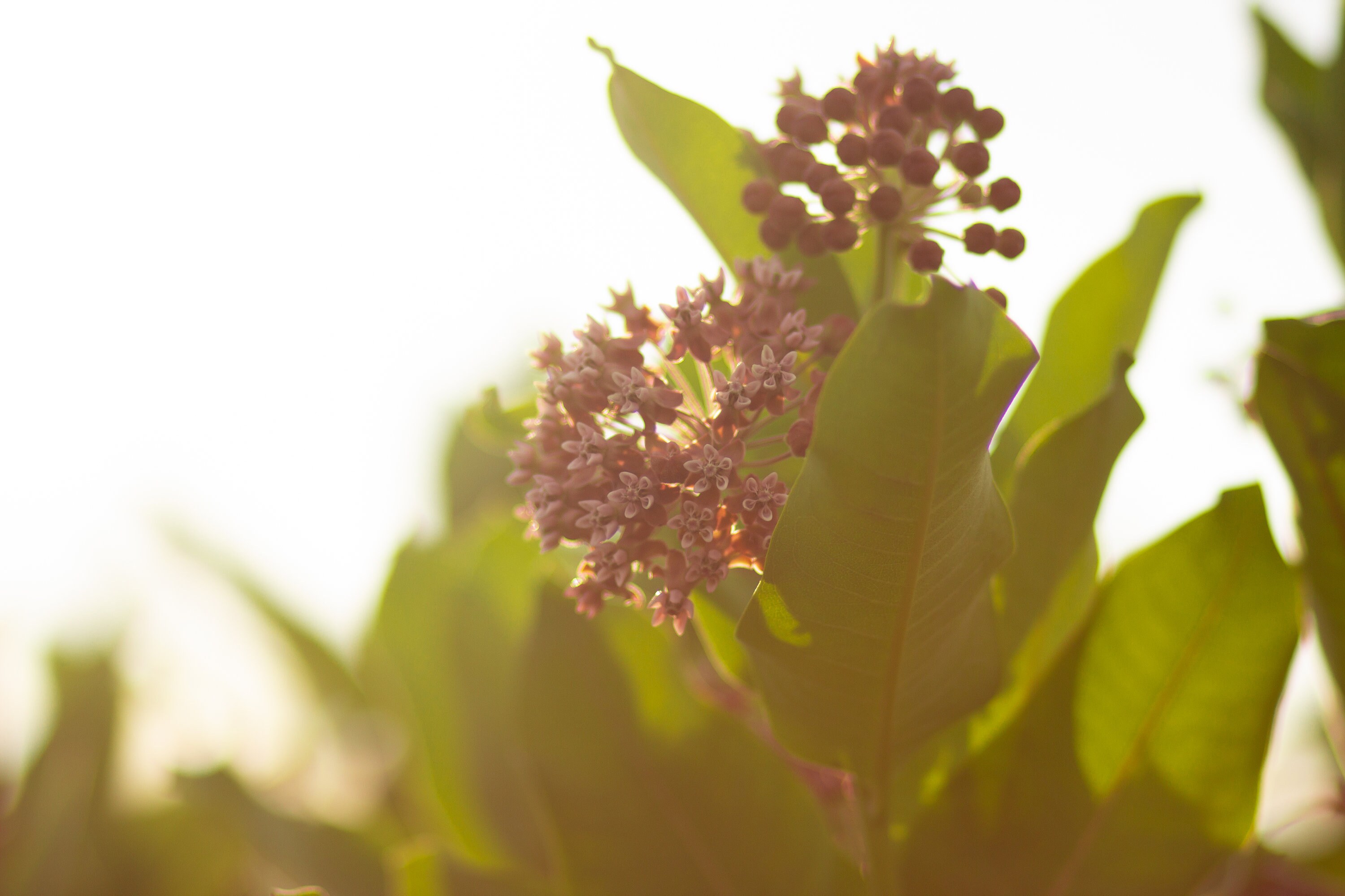 Pure Organic Milkweed Silk - Etsy