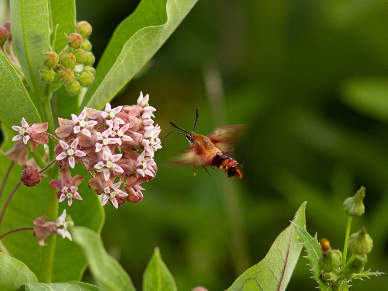 Pure Organic Milkweed Silk - Etsy