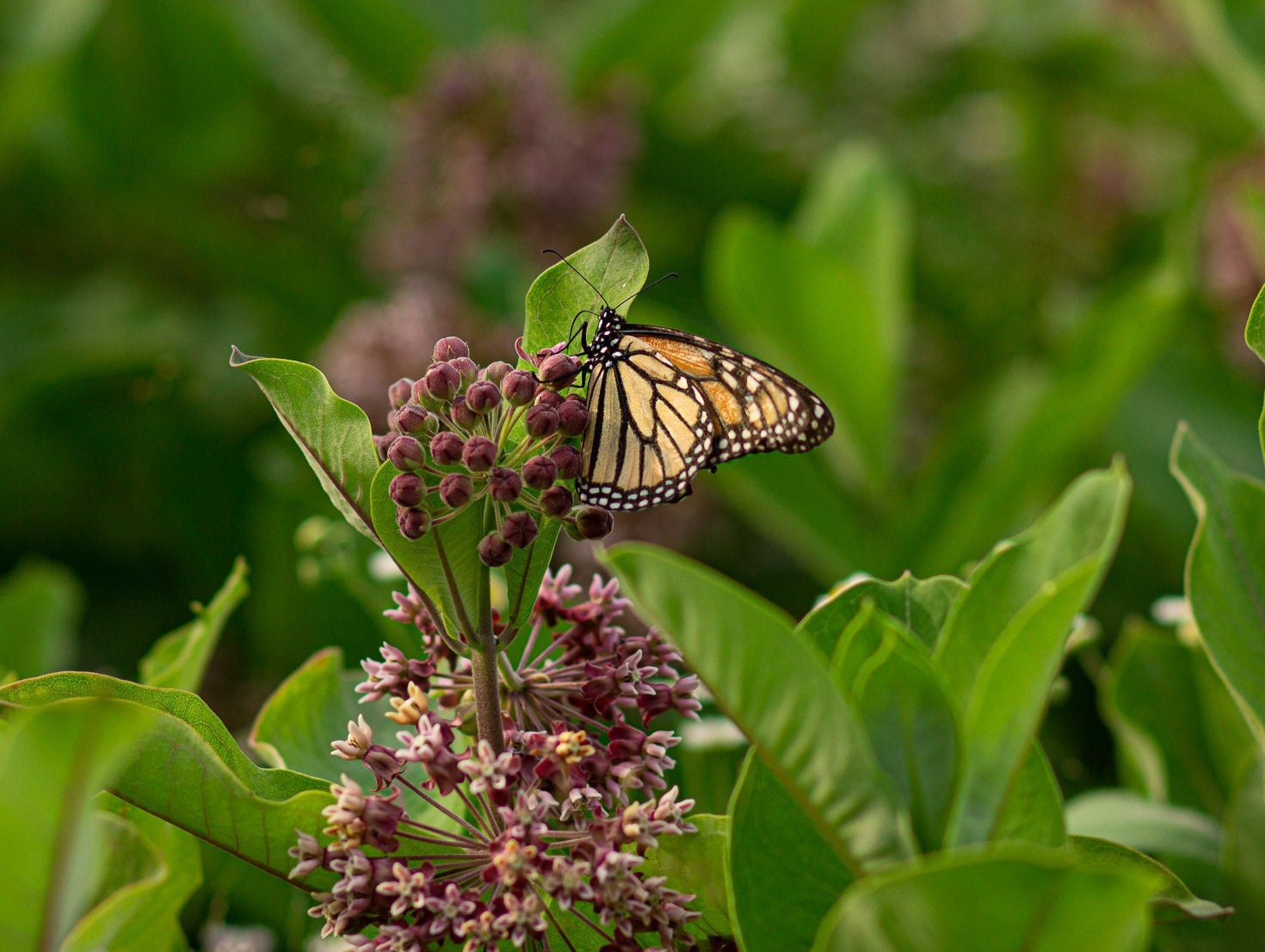 Pure Organic Milkweed Silk - Etsy