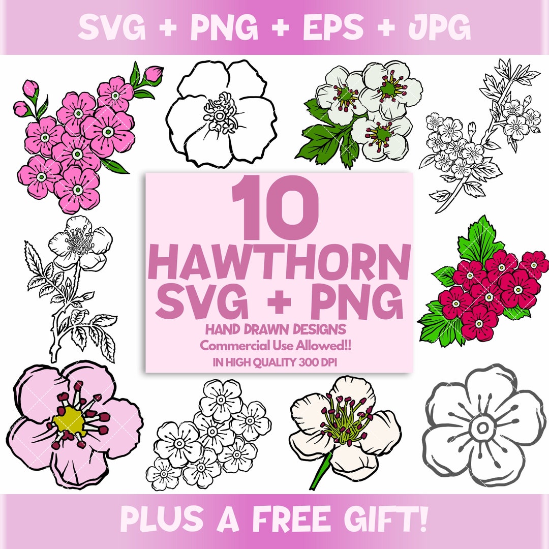 Hawthorn SVG, May Birth Month Flower Svg Png, Hawthorn Clipart Set ...