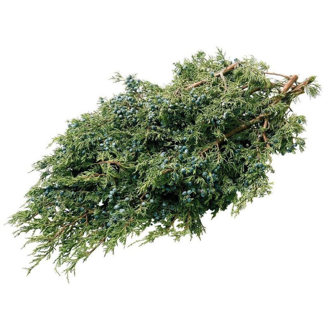 Juniper Boughs/branches With Berries Cut to Order - Etsy