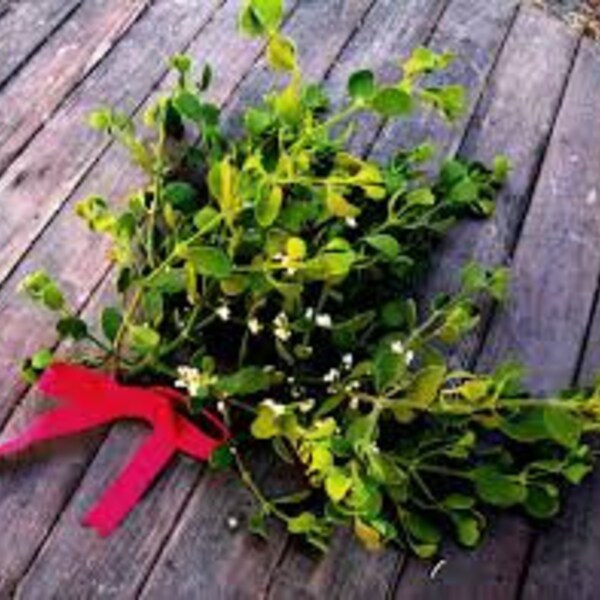 Christmas Mistletoe - Etsy