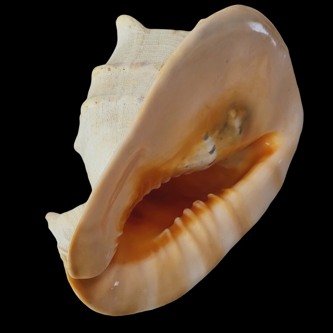 Cassis Cornuta Helmet Shell 10 in 254 Mm Large 4 Lbs 3 Oz 195 Kg ...