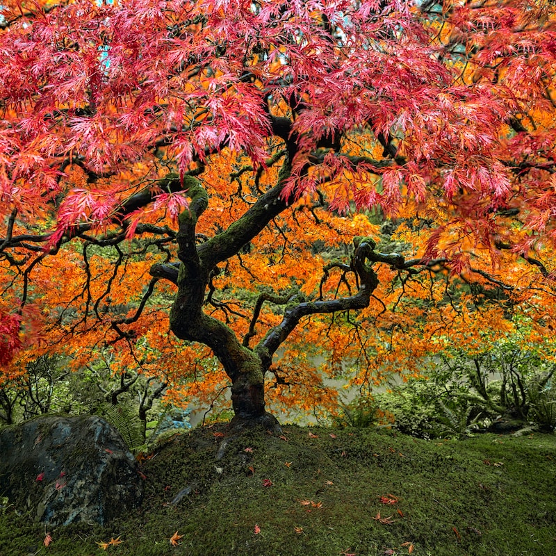 Peter Lik - Etsy