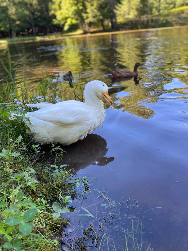 Smiling Duck - Etsy
