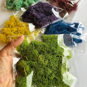 Real Dried Mix Moss Craft Making Moss for Crafts Fairy Garden Moss ...