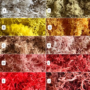 Real Dried Mix Moss Craft Making Moss for Crafts Fairy Garden Moss ...