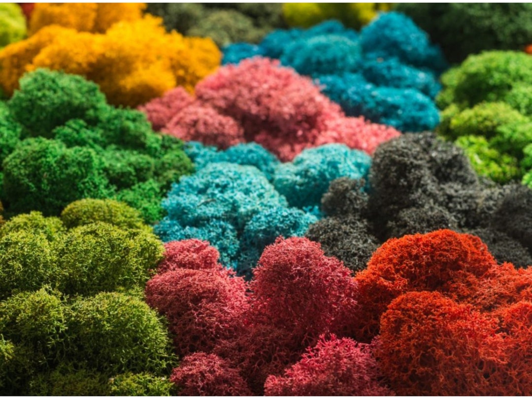 Real Dried Mix Moss Craft Making Moss for Crafts Fairy Garden Moss ...