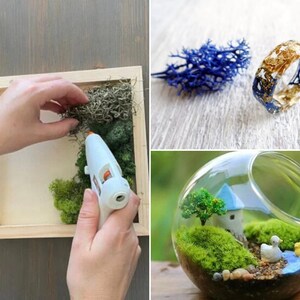 Real Dried Mix Moss Craft Making Moss for Crafts Fairy Garden Moss ...