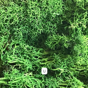 Real Dried Mix Moss Craft Making Moss for Crafts Fairy Garden Moss ...