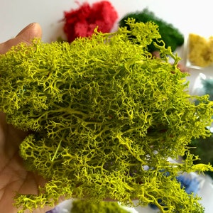 Real Dried Mix Moss Craft Making Moss for Crafts Fairy Garden Moss ...