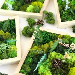 Moss Wall Art Kit 4 Piece Living Wall Kit DIY Moss Art Décor - Etsy