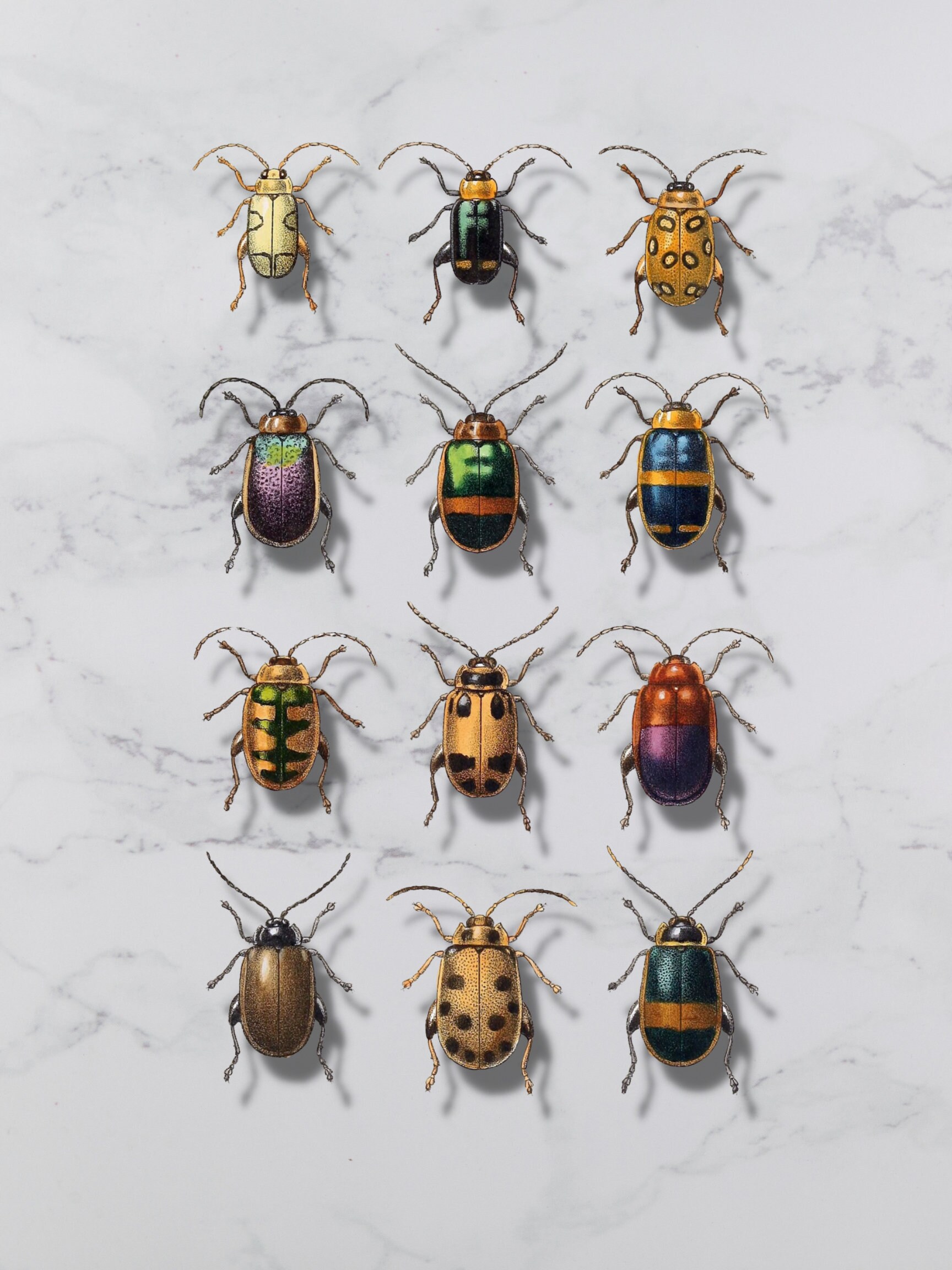 Marble Bug Collection Poster - Etsy