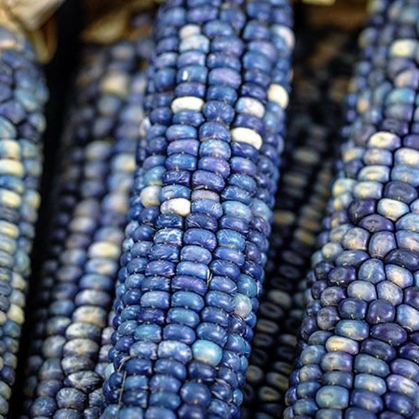 Hopi Blue Corn - Etsy